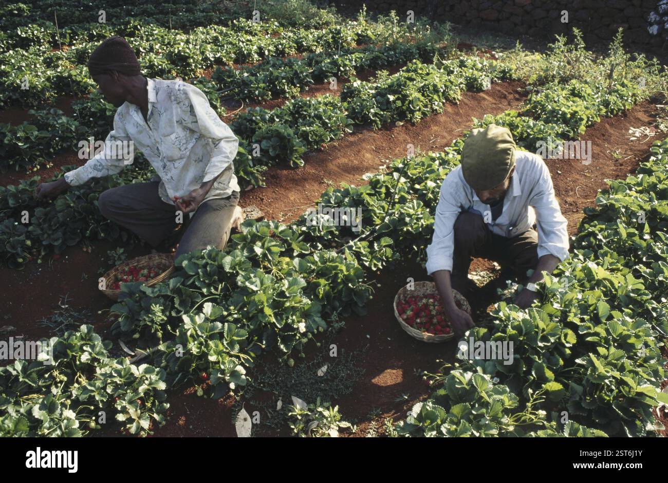 Strawberry cultivation, mahableshwar, Maharashtra, india Stock Photo ...