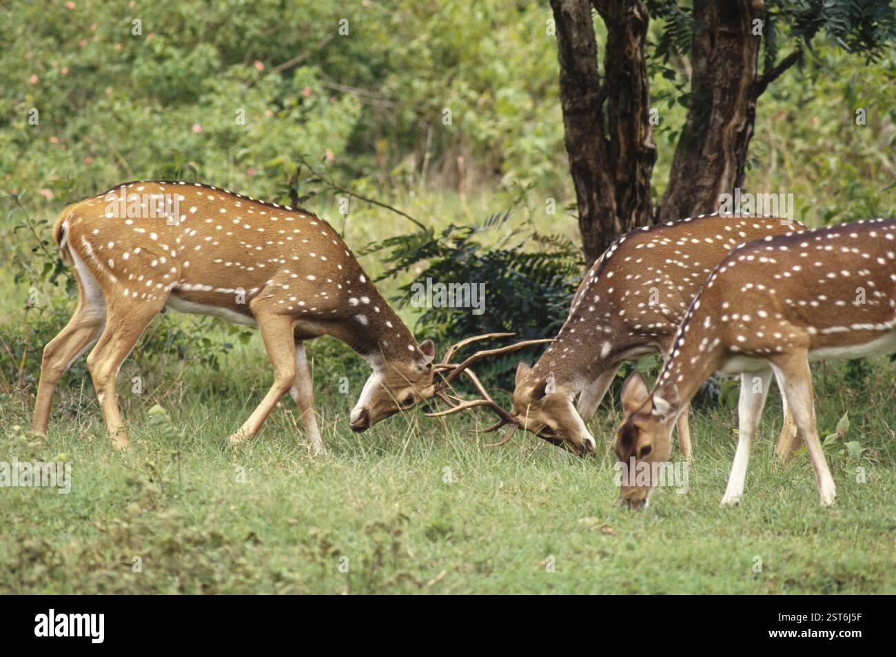 Chital or spotted deers Stags (Axis axis) fighting Stock Photo - Alamy