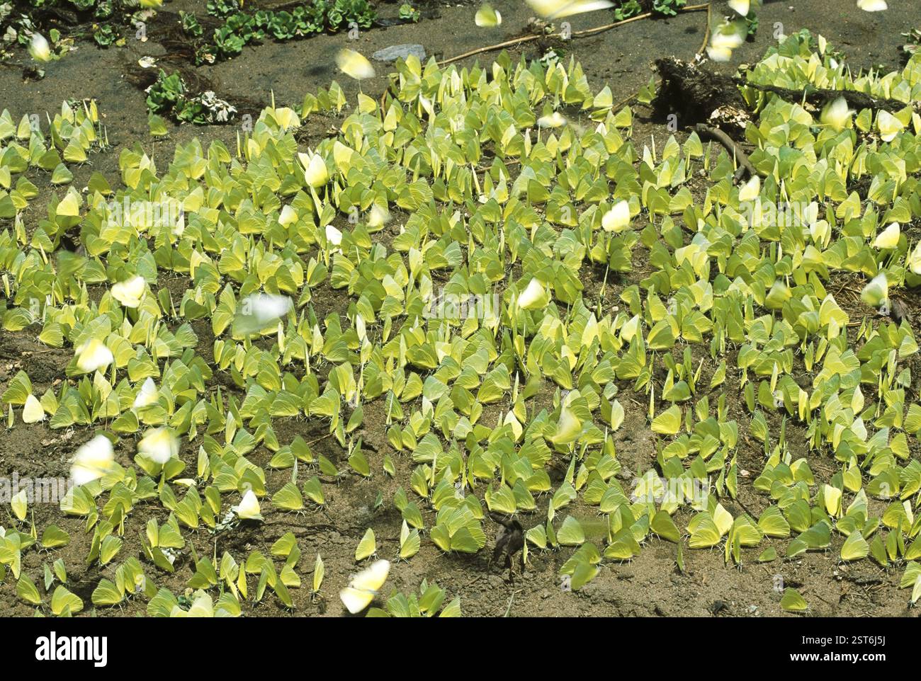 Insects, Butterflies in kabini, Karnataka, Common emigrant catopsilia ...