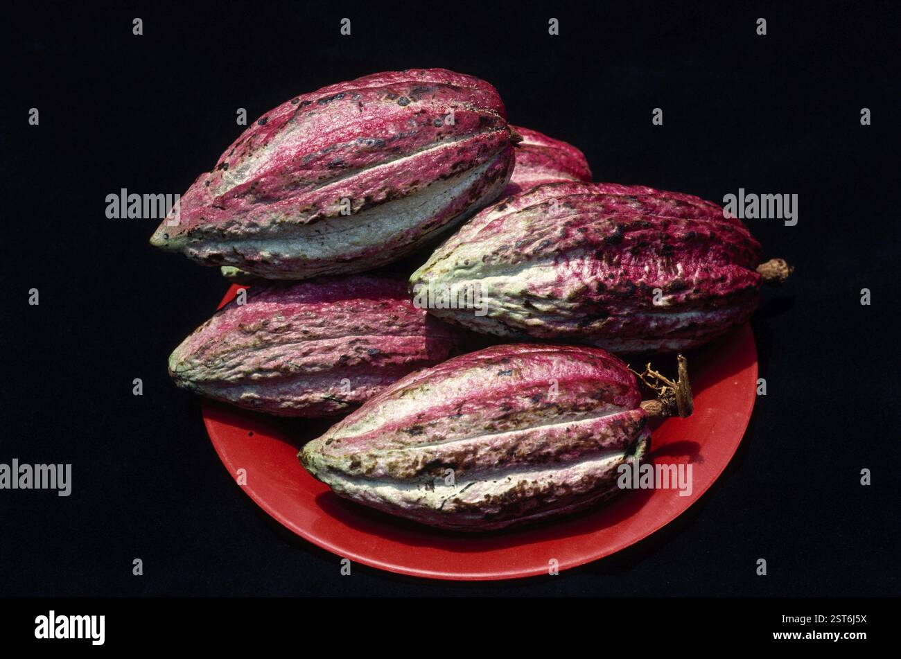 Food, fruits, Cocao seed pods Stock Photo - Alamy