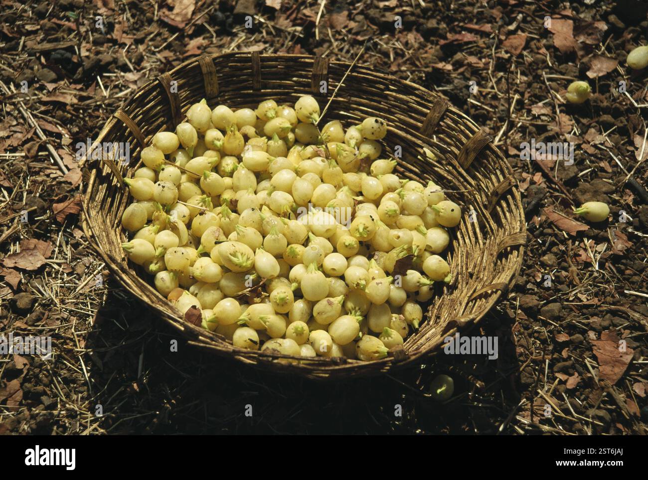 Fruit mahua hi-res stock photography and images - Alamy
