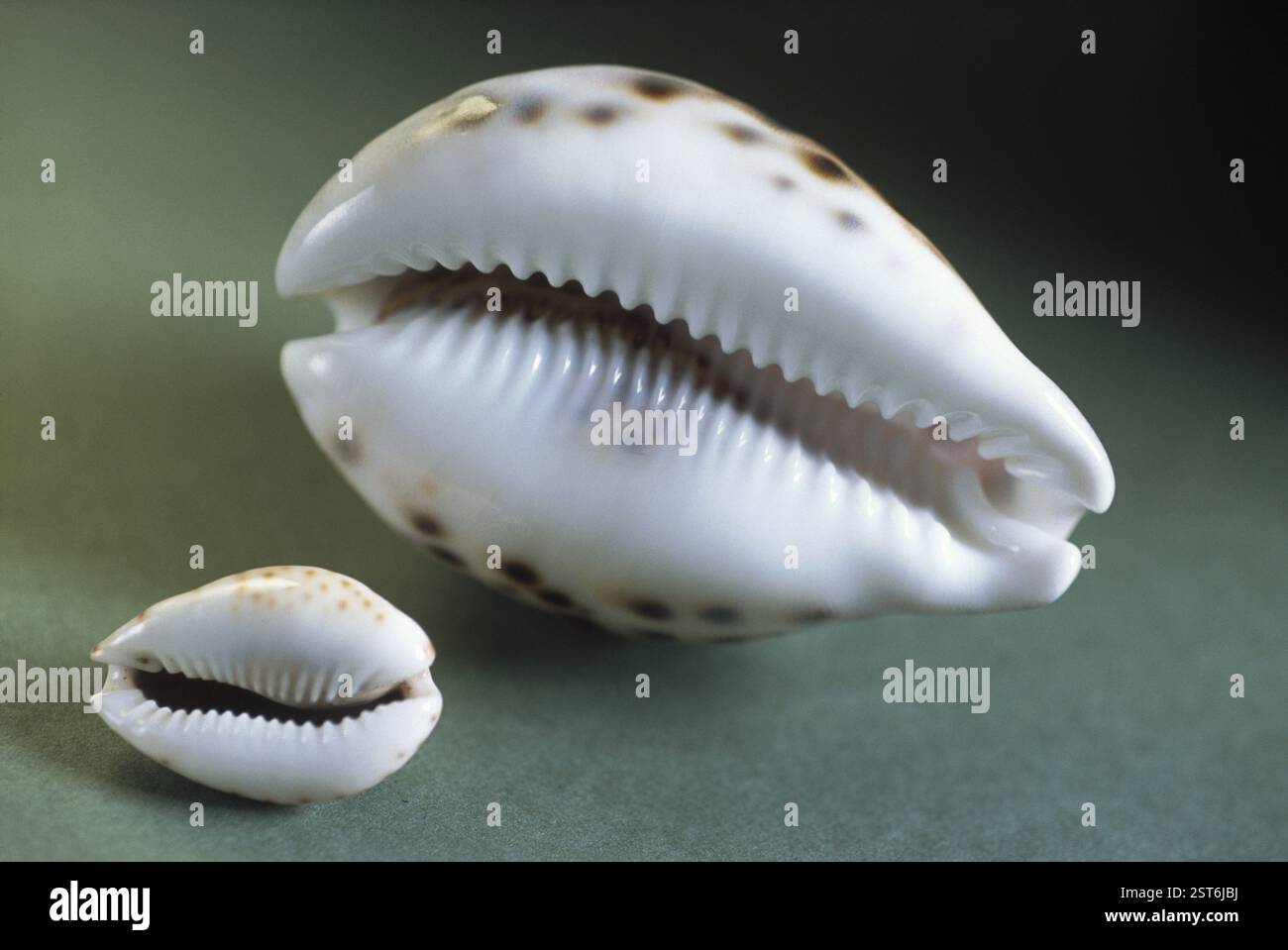 Conch shell india hi-res stock photography and images - Alamy