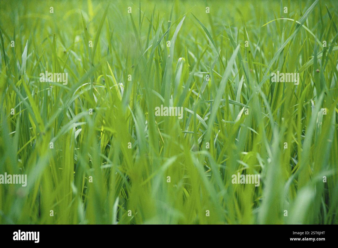 Green grass, india Stock Photo - Alamy
