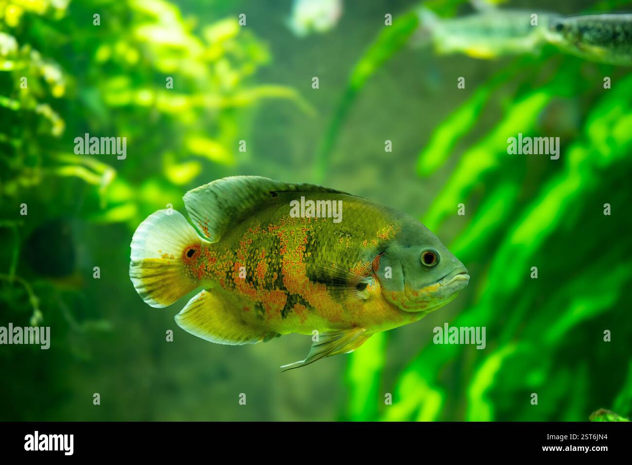 Tiger Oscar fish (Astronotus ocellatus). These creatures are natural ...