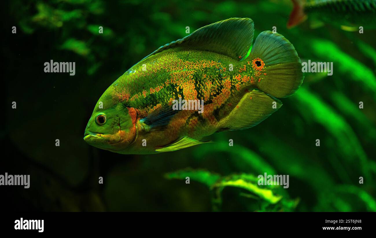 Tiger Oscar fish (Astronotus ocellatus). These creatures are natural ...