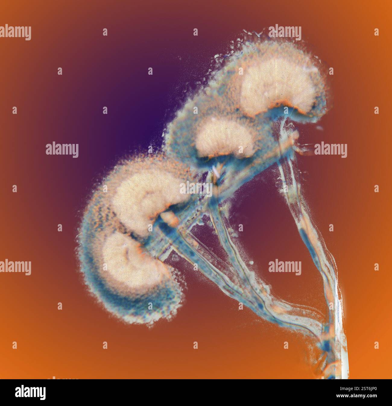 Fungi flower, Pictorial art of the original microphotograph was of the ...