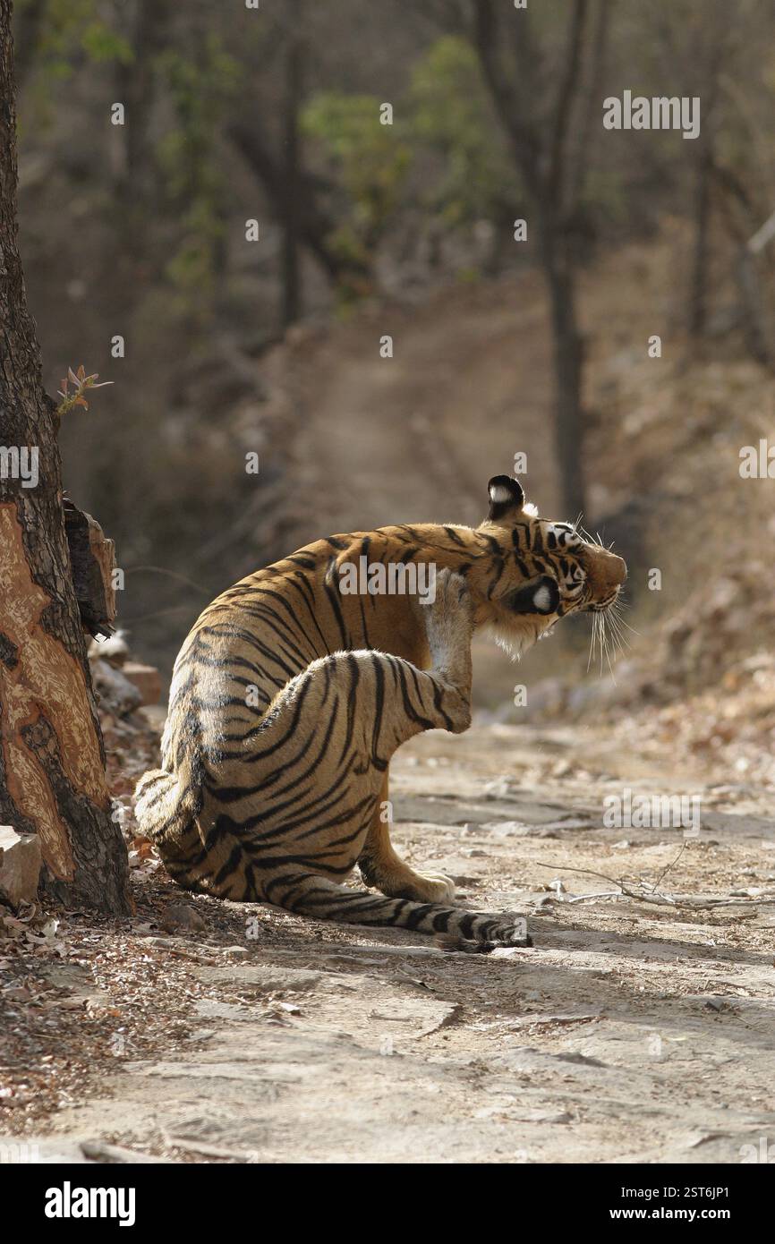 Tiger (Panthera Tigris) scratching by his leg, Ranthambore Wildlife ...