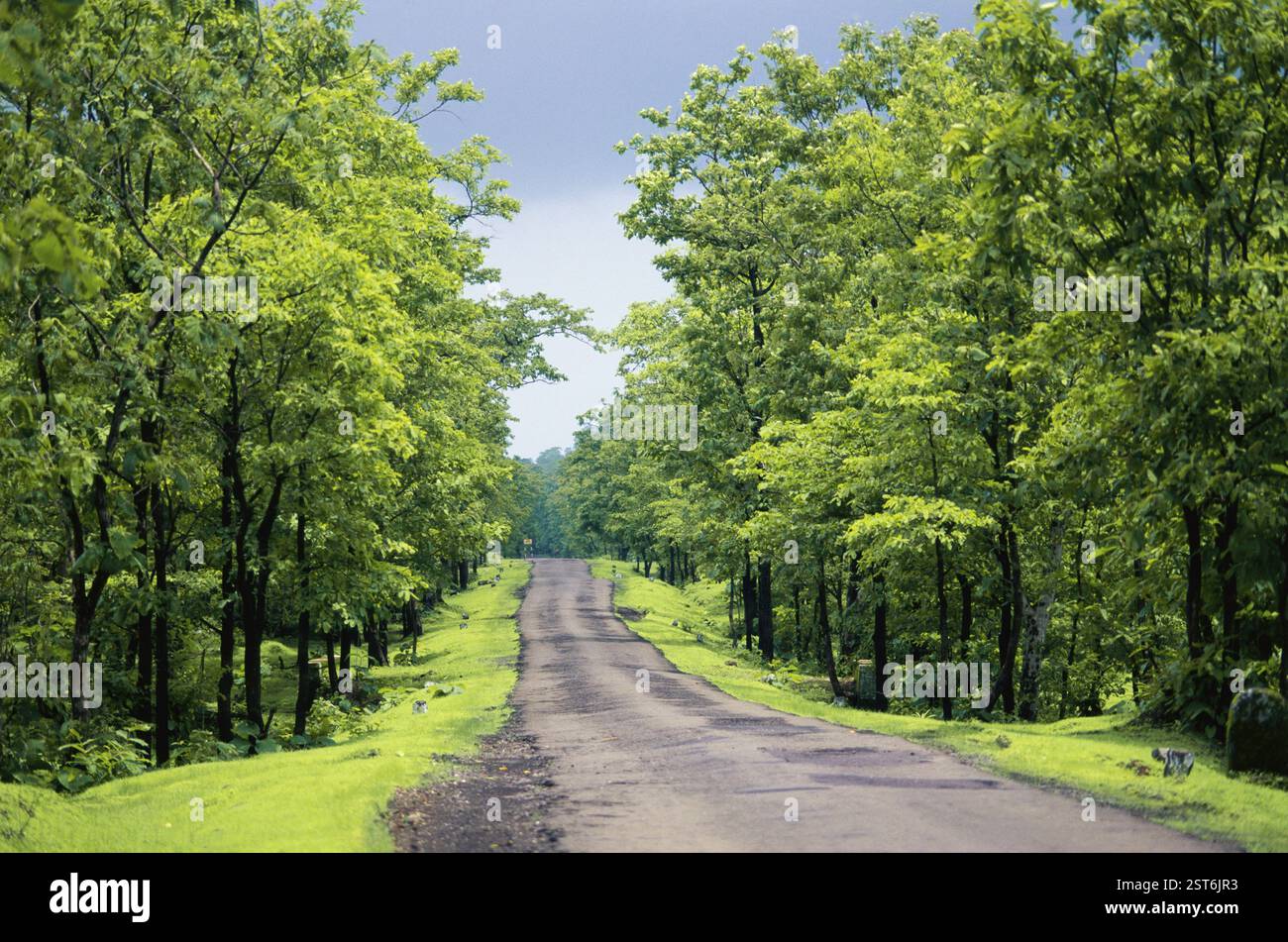 Road in monsoon, Asangaon Pivli, Maharashtra, India, Asia Stock Photo ...