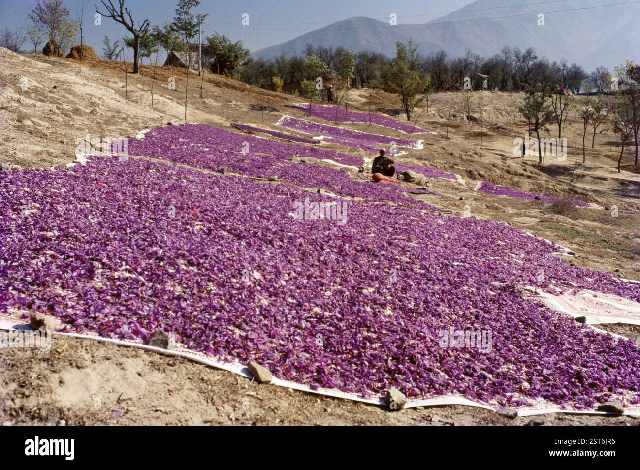 Saffron field in bloom, jammu & kashmir, india Stock Photo - Alamy