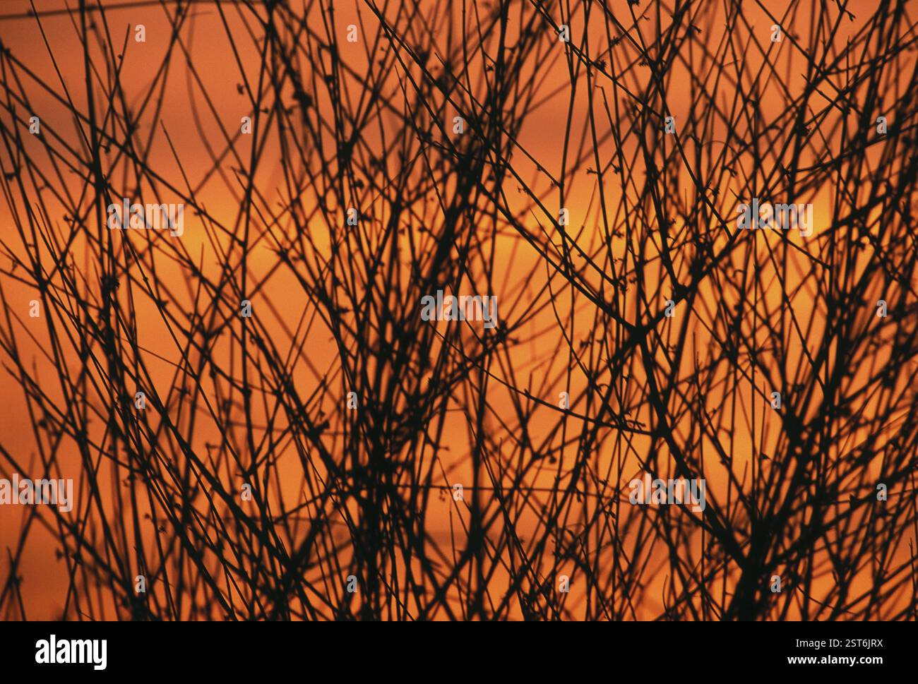 Colorful red sky after sunset through shrubs, malwada, rajasthan, india ...