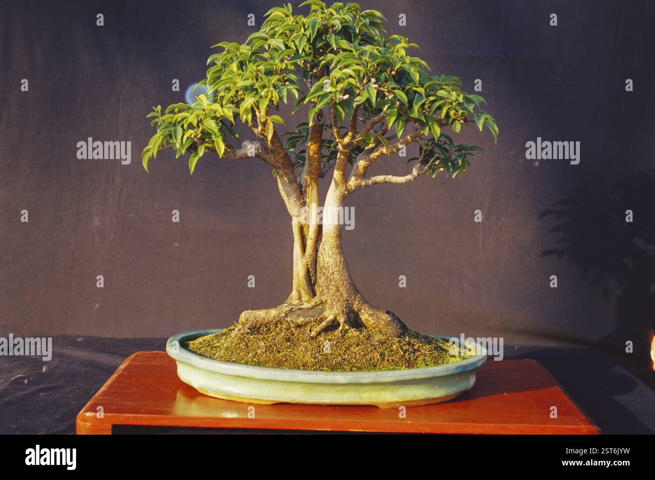 Ficus benjamina umbrella style eight year, silvassa UT, india Stock ...