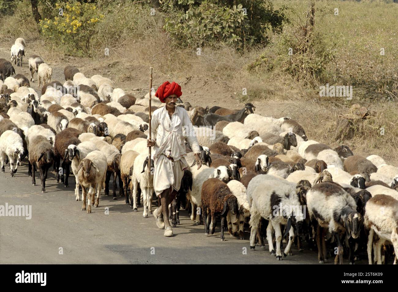 Shepherd Sheep and Goats, Akola, Akot, Maharashtra, India, Asia Stock ...