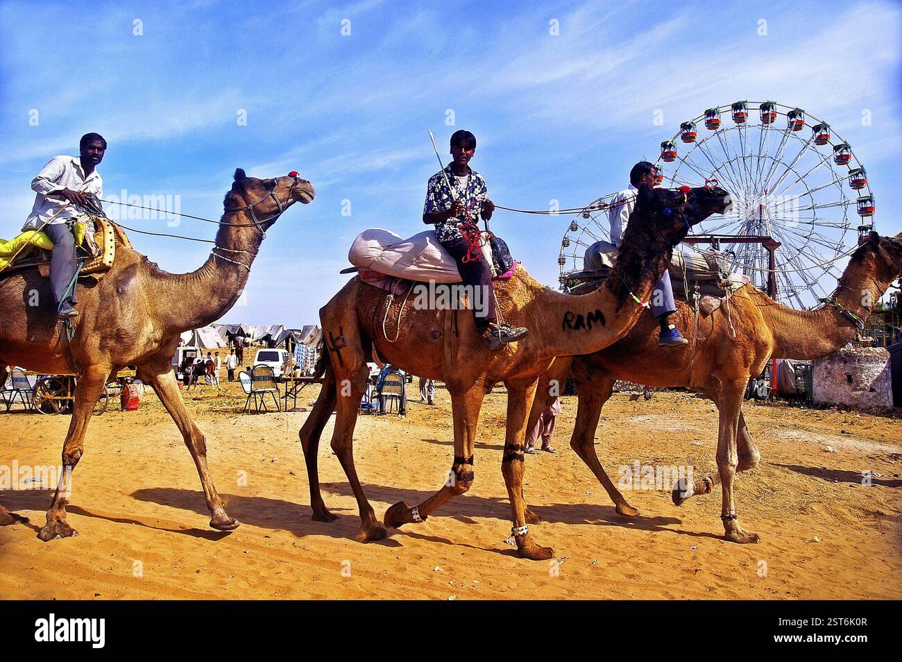 Three camels with riders, marry go round, pushkar cattle fair ...