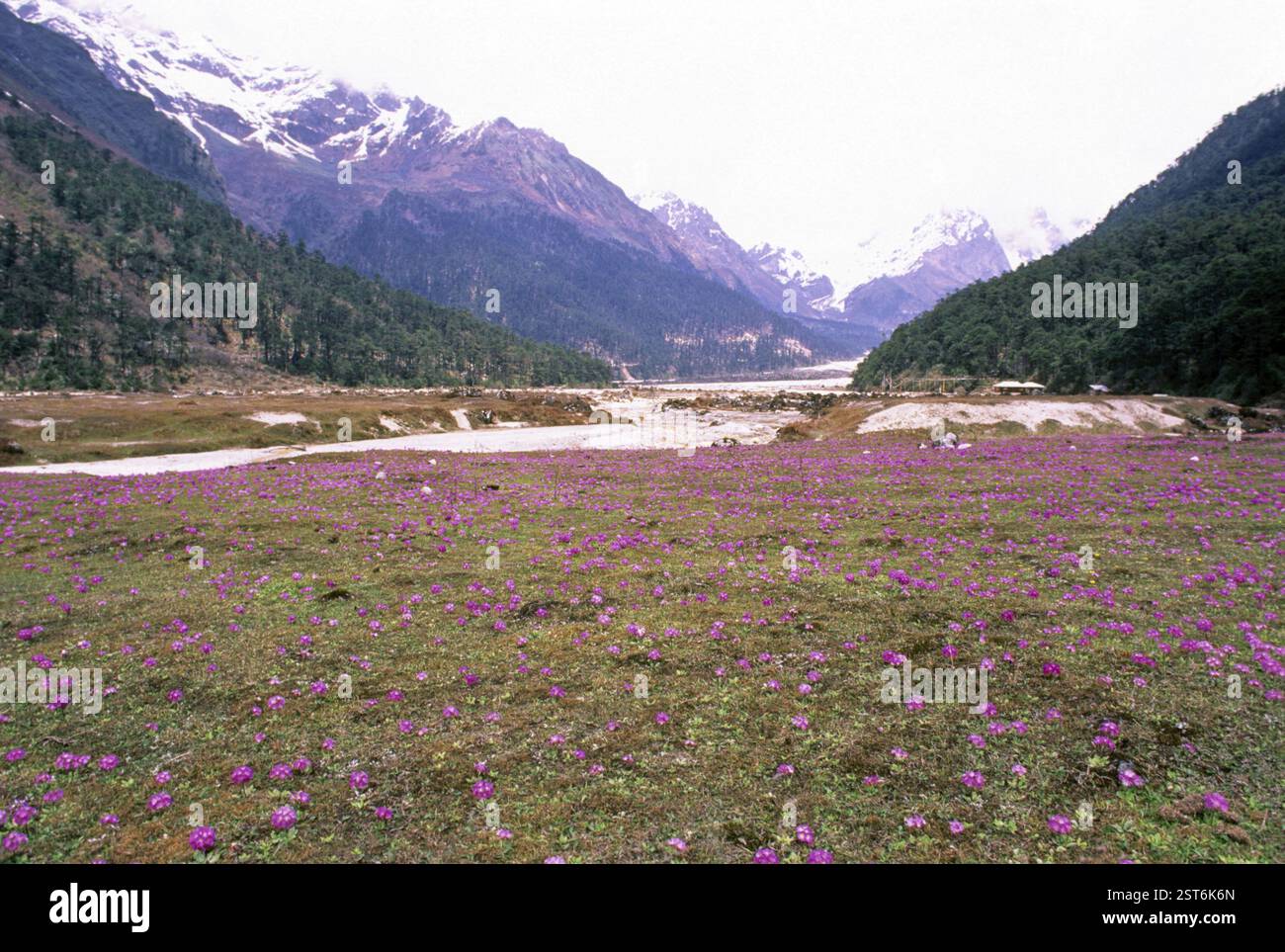 Valley of flower sikkim hi-res stock photography and images - Alamy