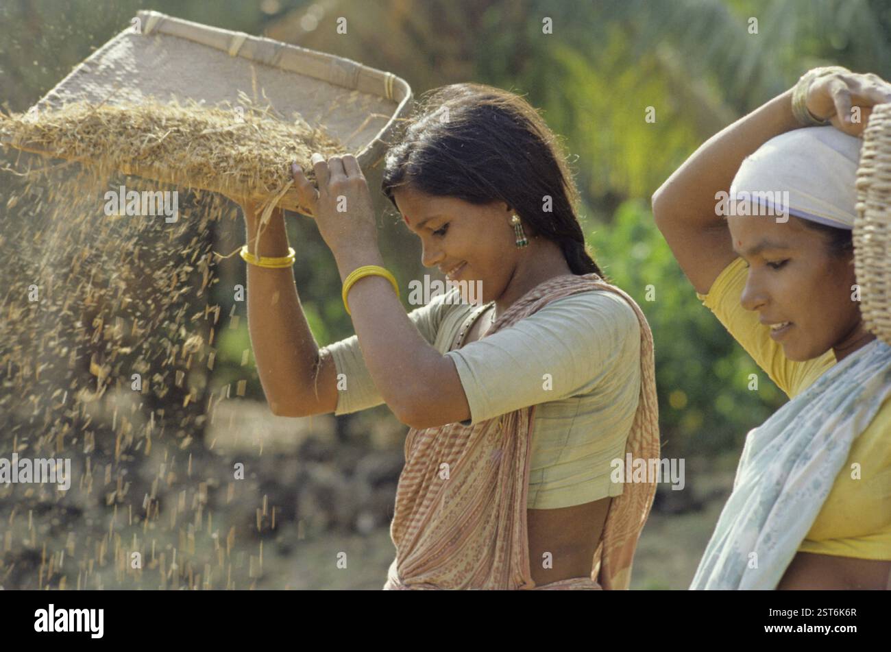 Woman in traditional attire harvesting hi-res stock photography and ...