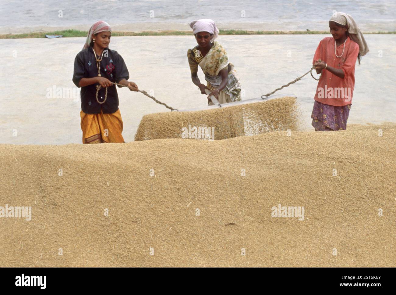 Paddy heap at karnataka India, Asia Stock Photo - Alamy