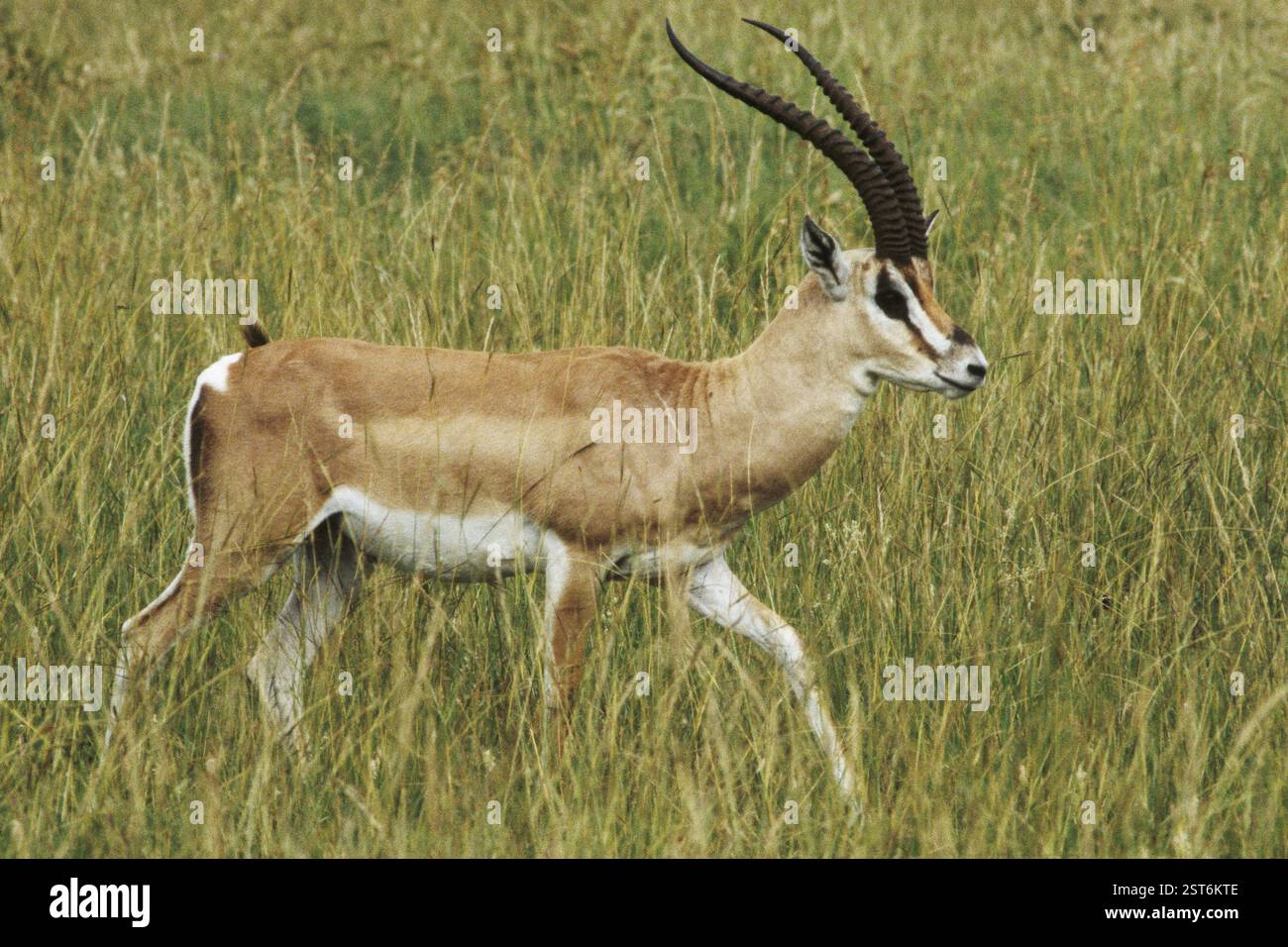 Palestine mountain gazelle hi-res stock photography and images - Alamy