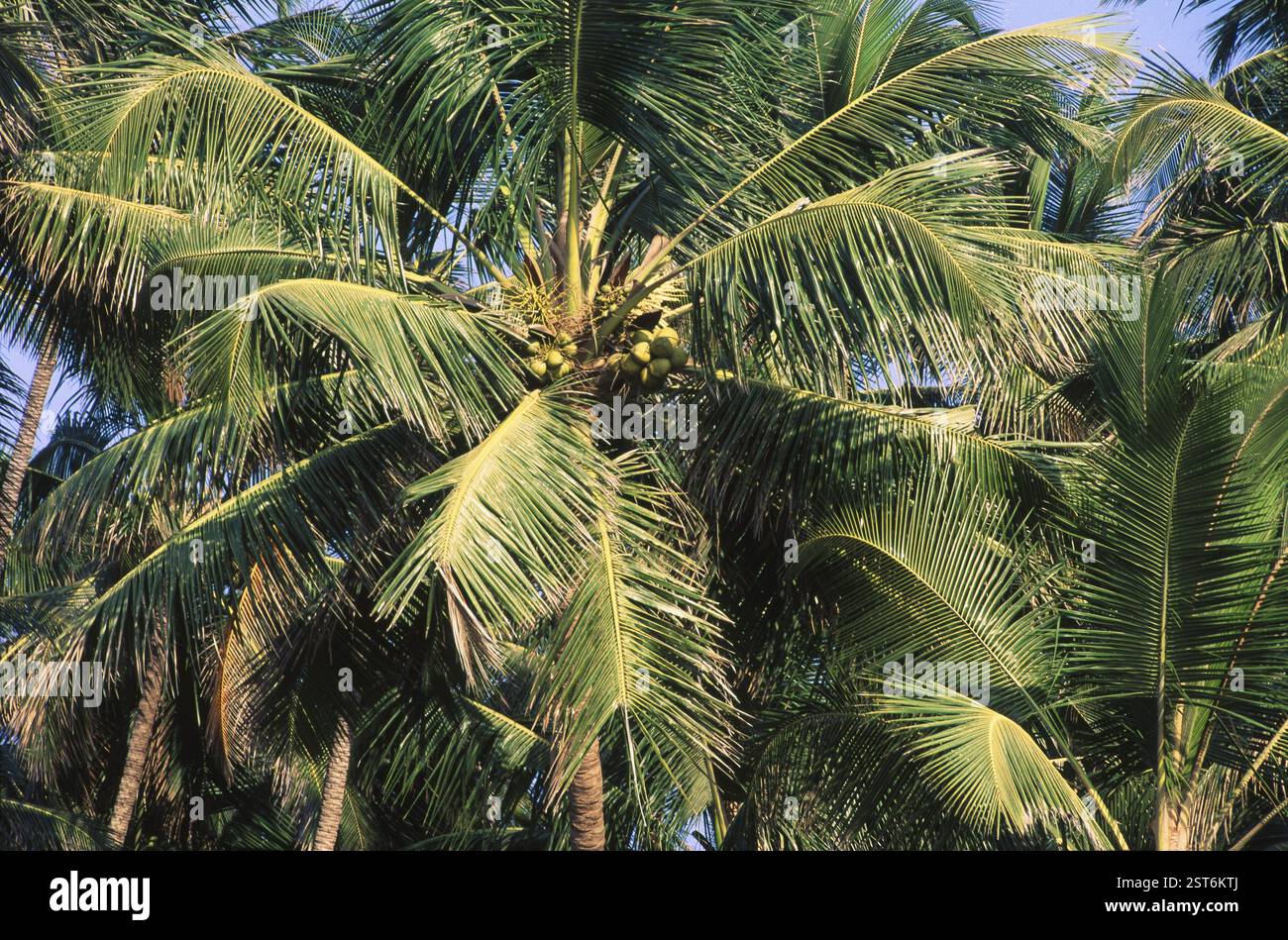 Close ups of top of coconut trees Cocos nucifera, murud, maharashtra ...