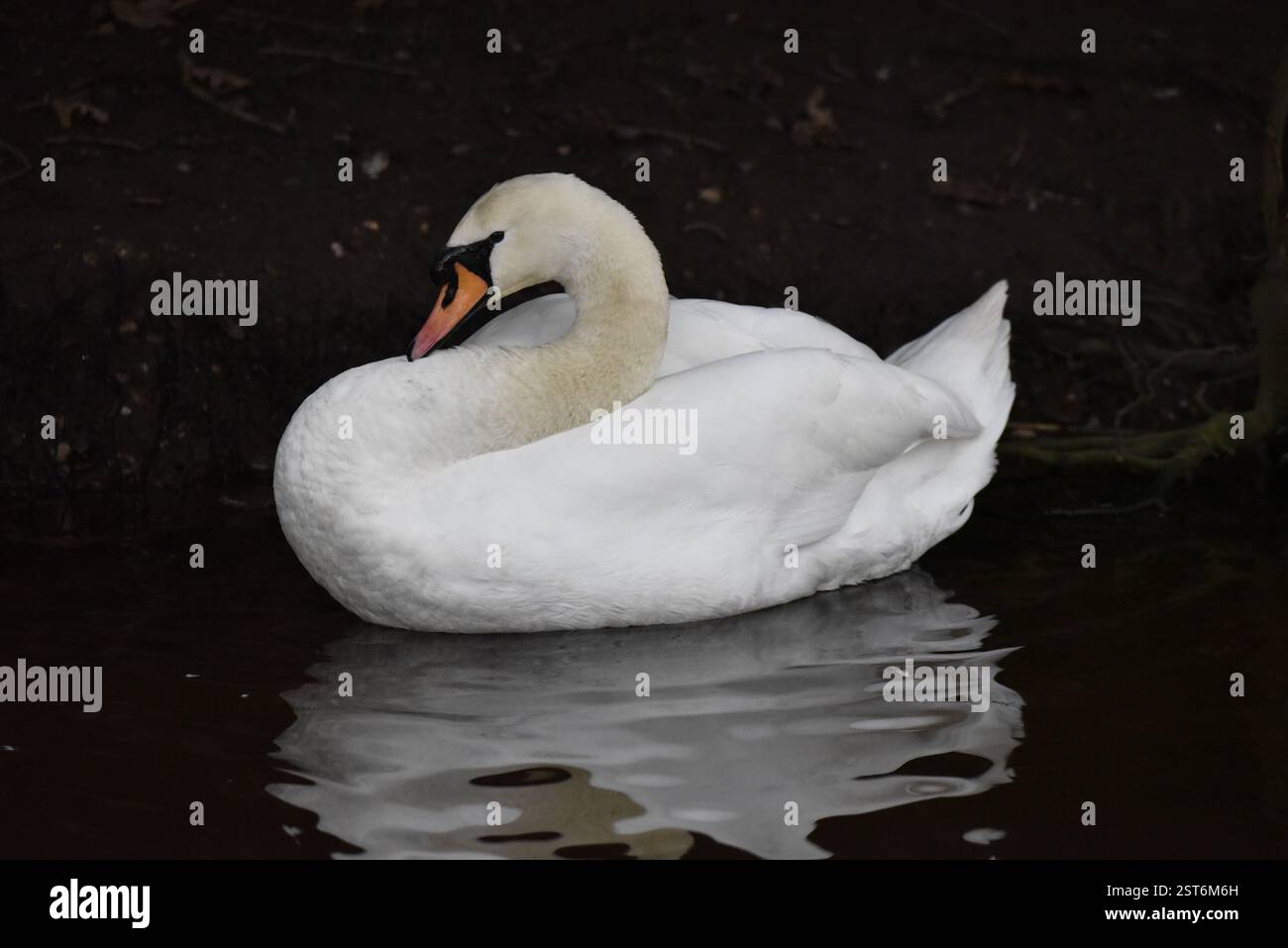 Portrait of a Mute Swan (Cygnus olor) Sailing on Rippled Water from ...