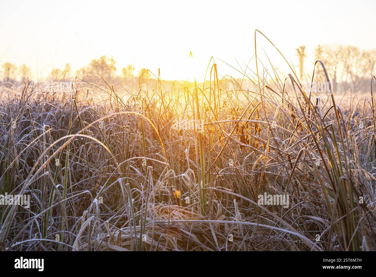 Winter landscape with frost at sunrise. Nature reserve with wild meadow ...