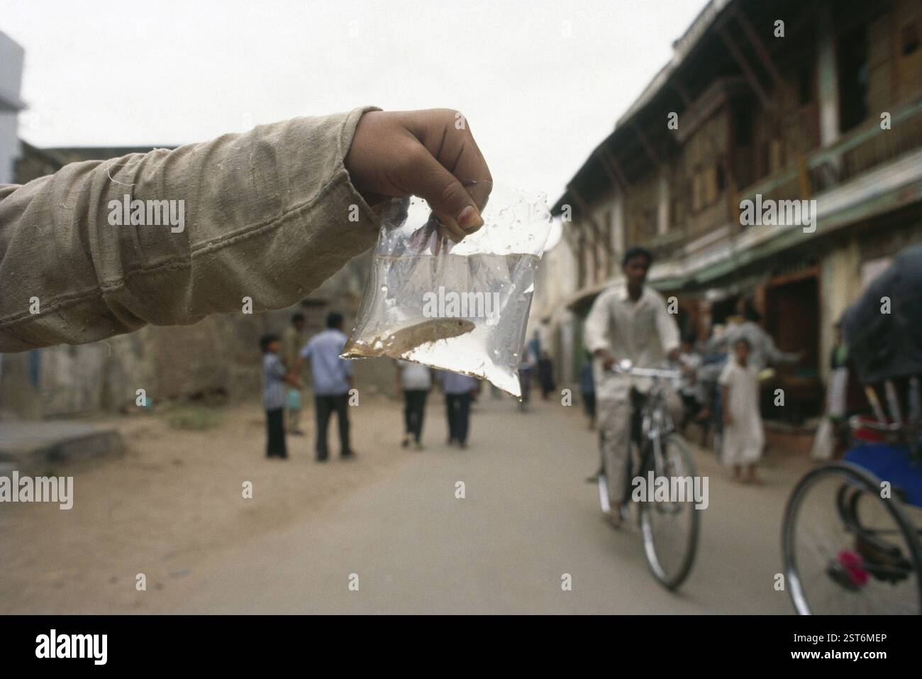 Man holding fish in plastic bag, india Stock Photo - Alamy