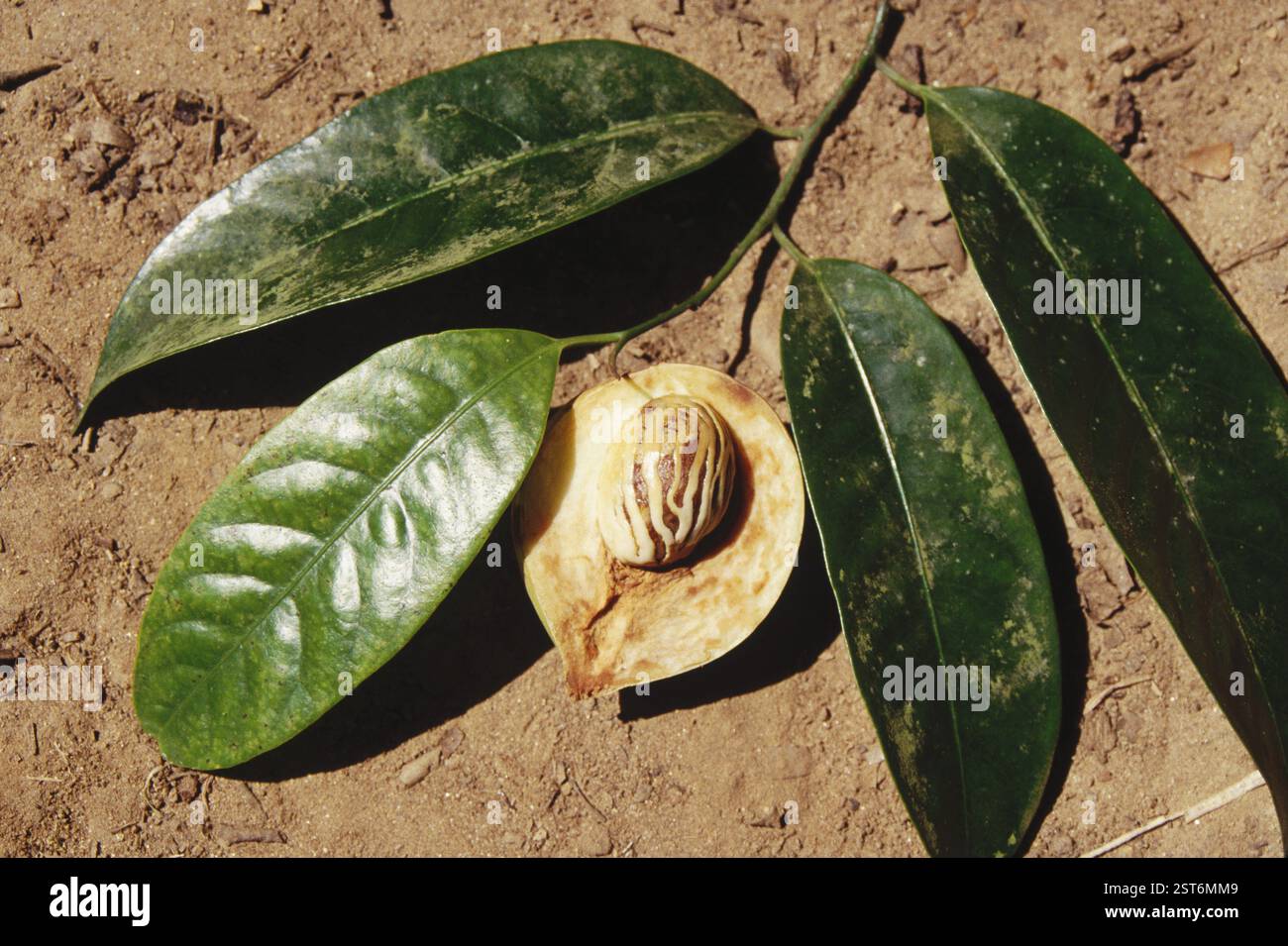 Nutmeg plants hi-res stock photography and images - Alamy
