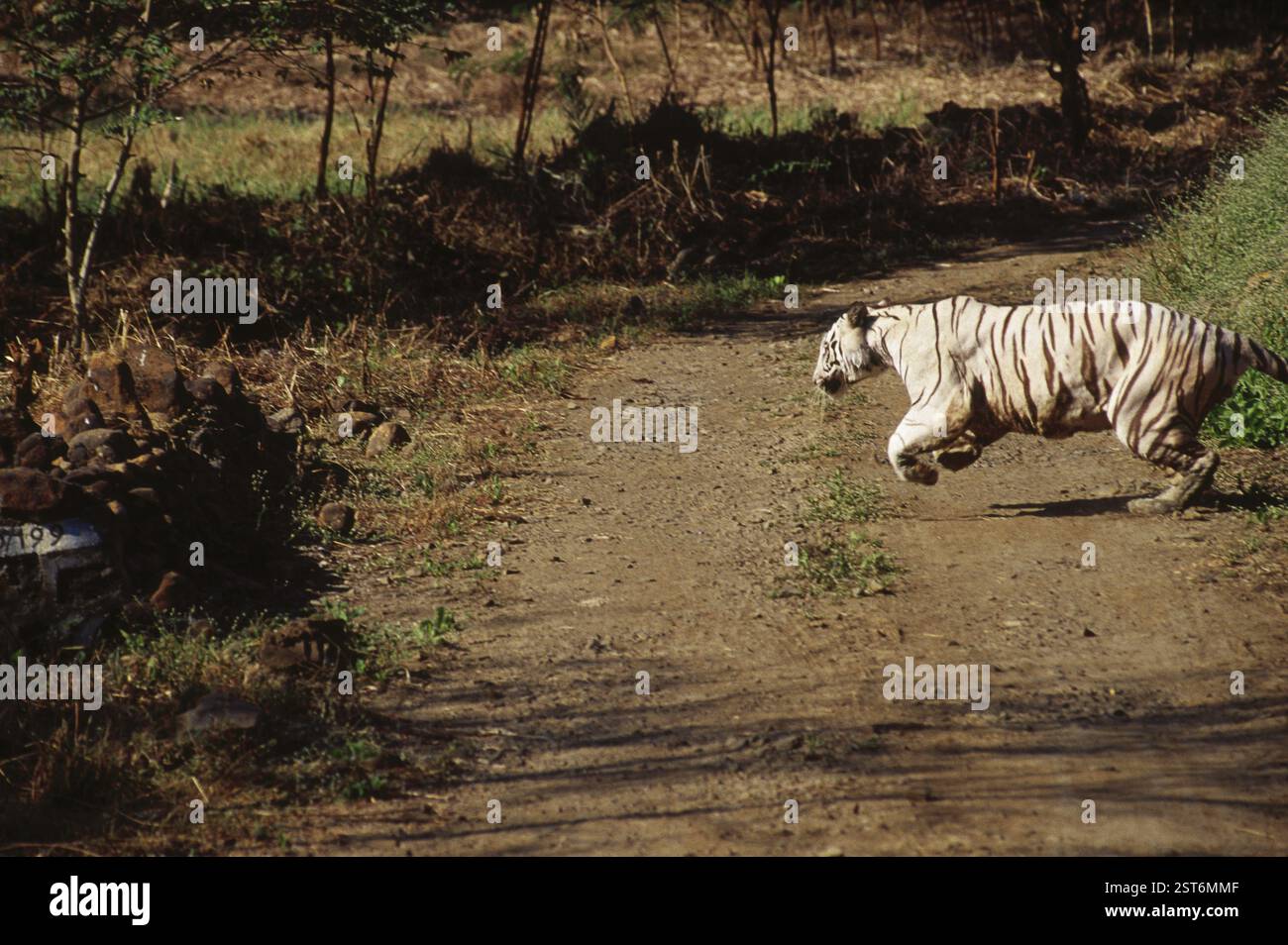 White Tiger (Panthera Tigris) running, bombay mumbai, maharashtra ...