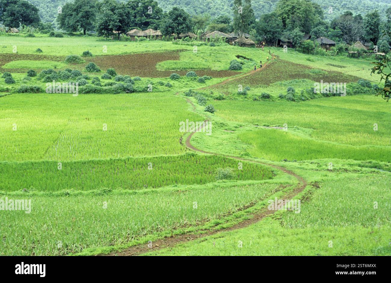 Roads and rice fields hi-res stock photography and images - Alamy