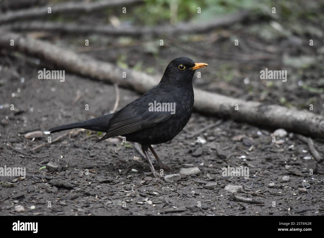 Right Side Portrait of a Common Blackbird (Turdus merula) on Muddy ...