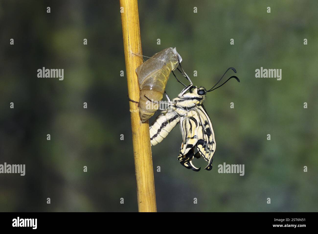 Butterfly emergence yellow swallowtail papilio machaon, India, Asia ...