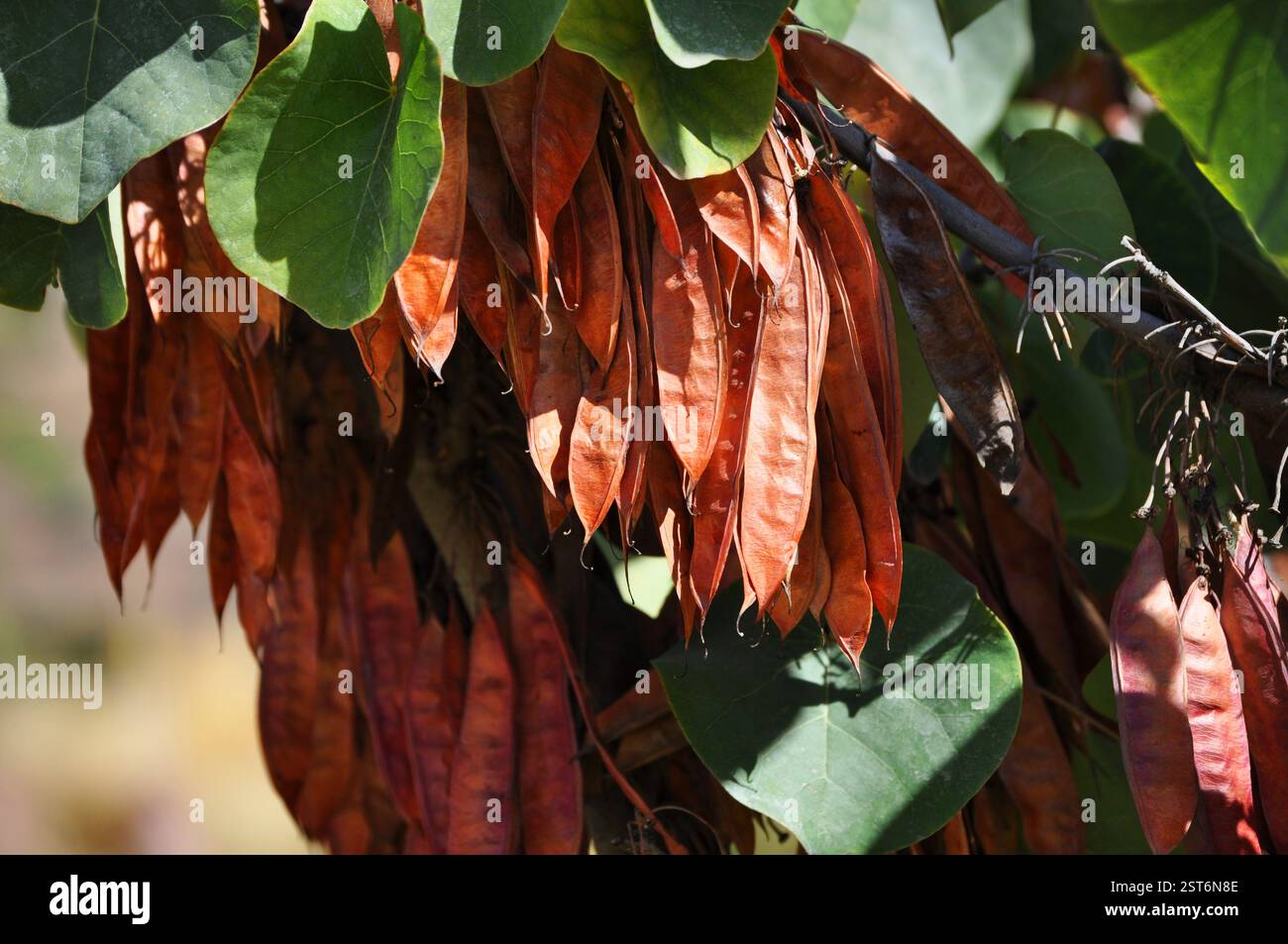 Judas tree seed pods hi-res stock photography and images - Alamy