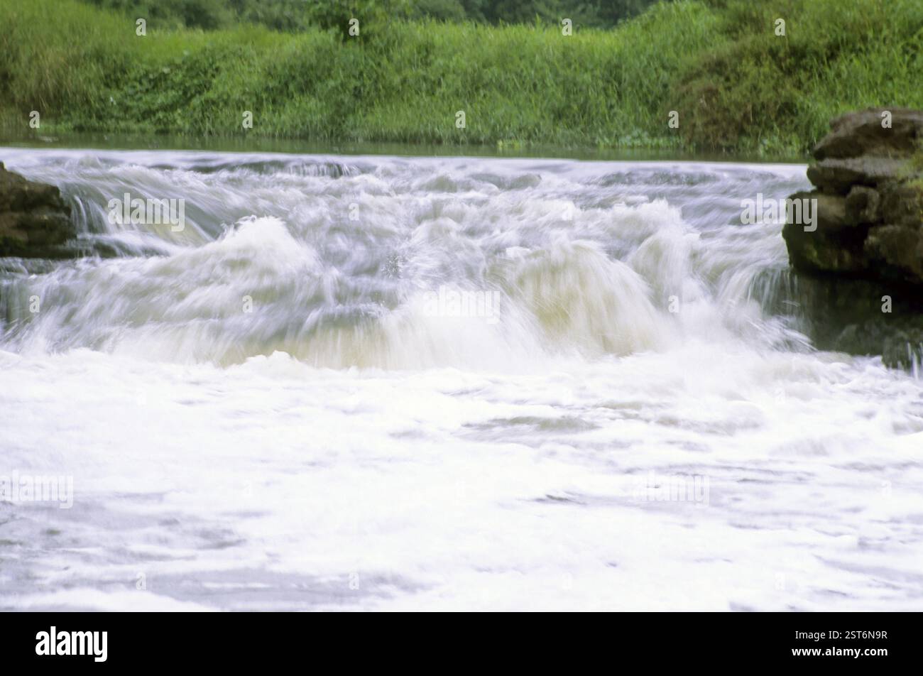 Foamy water greenery and rock, Godavari river and greenery, tapovan ...