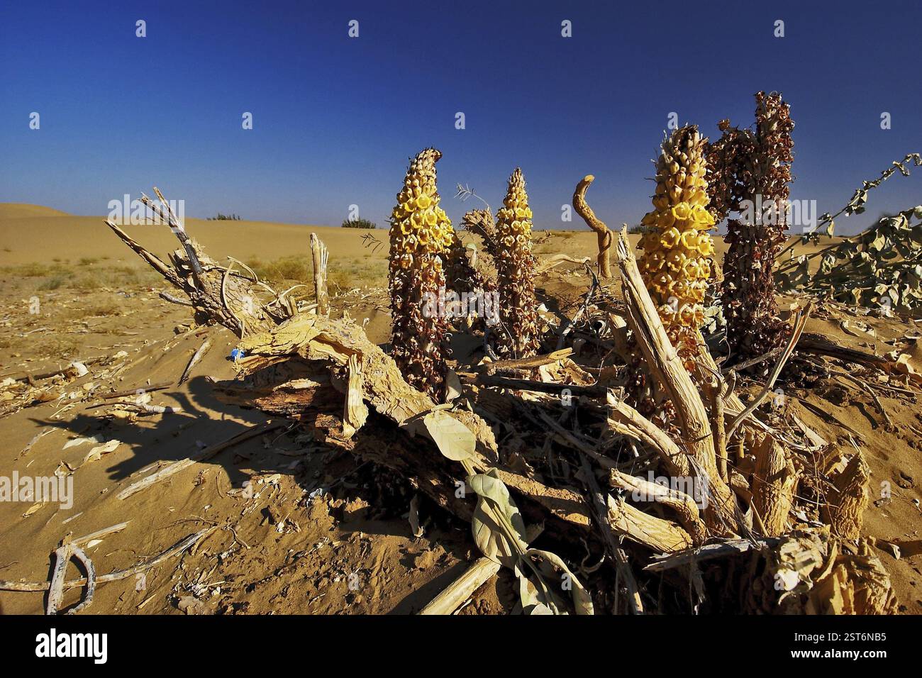 Desert Plants in Thar desert, Sam Sand Dunes, Jaisalmer, Rajasthan ...