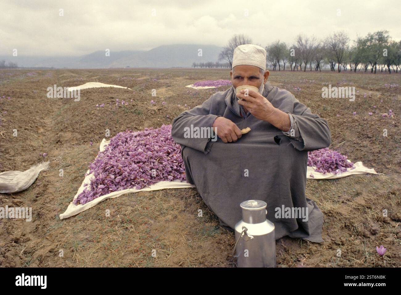 Spices, Saffron grower taking a break to have a cup of Kashmiri tea and ...