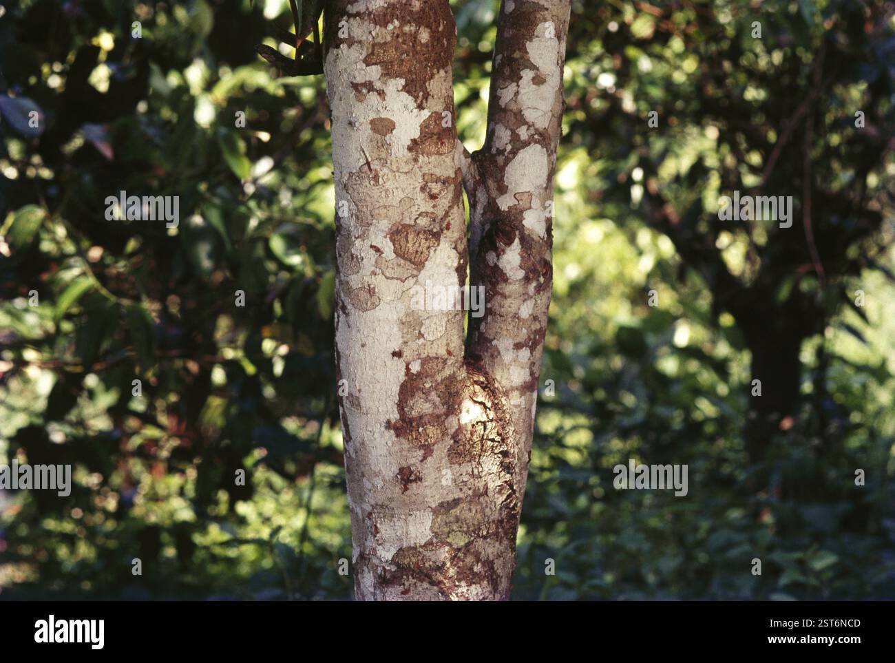 Spices, Cinnamon plantation, india Stock Photo - Alamy