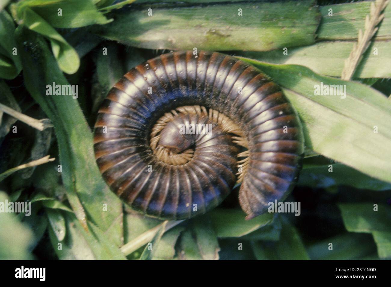 Round insects hi-res stock photography and images - Alamy