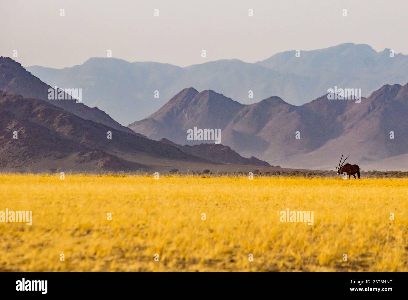 Gold and blue Namibian Landscape with an Oryx in the golden desert ...