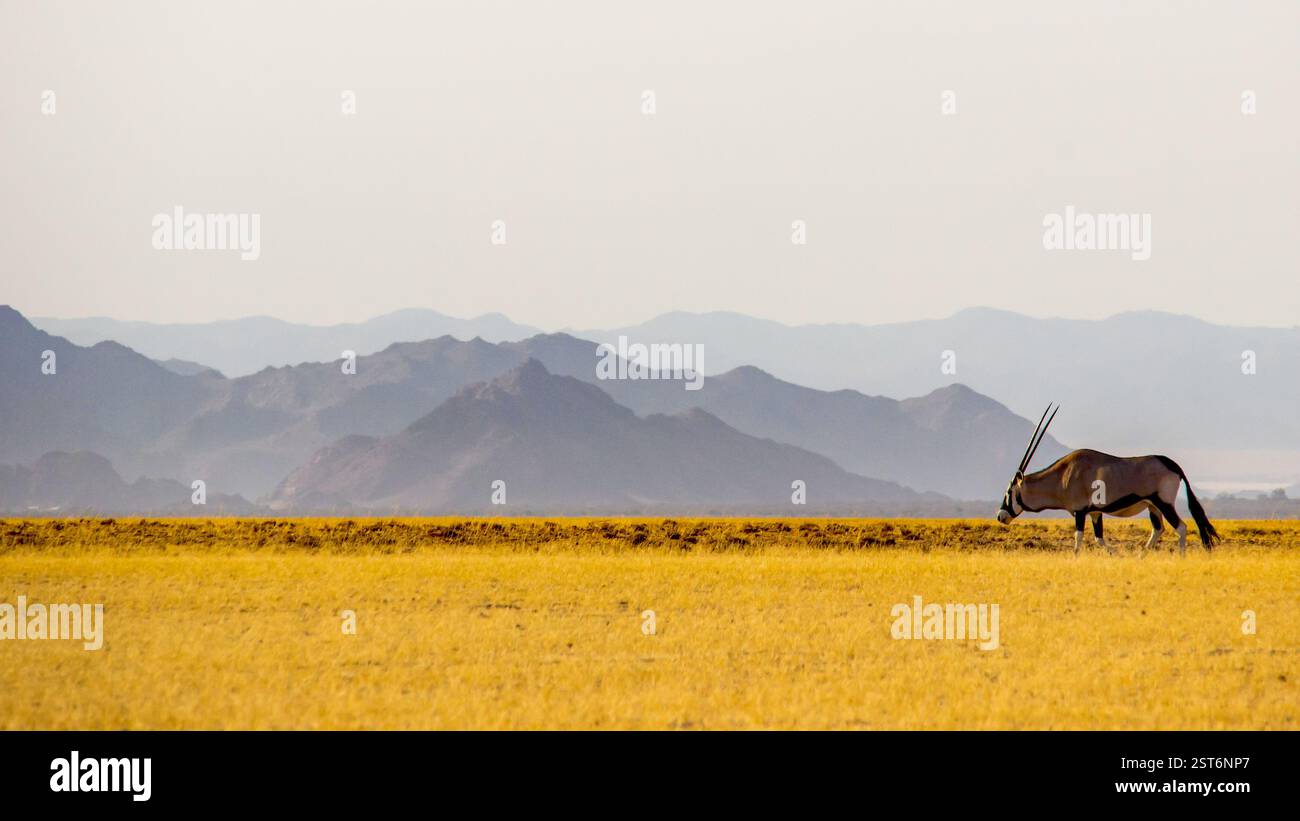 Gold and blue Namibian Landscape with an Oryx in the golden desert ...
