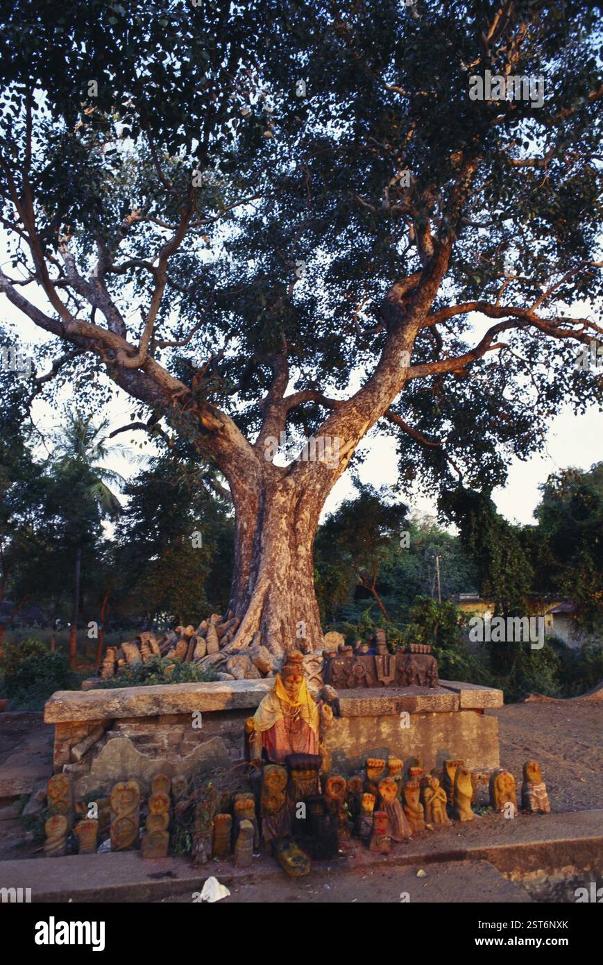 Deities sacred tree, Srirangam, Tamil Nadu, India, Asia Stock Photo - Alamy