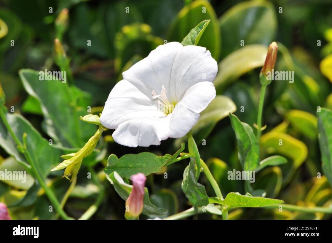 Eurasian bindweed (Convolvulus arvensis), species of climbing plant ...