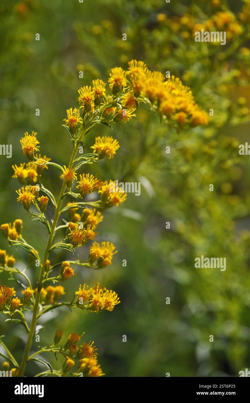Seaside goldenrod hi-res stock photography and images - Alamy