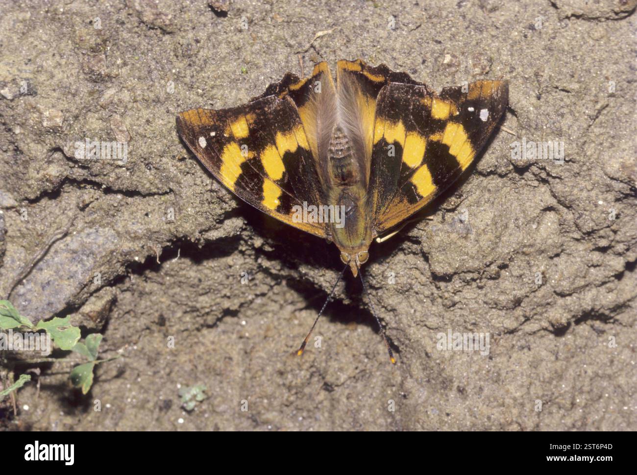 Himalayan butterfly hi-res stock photography and images - Alamy