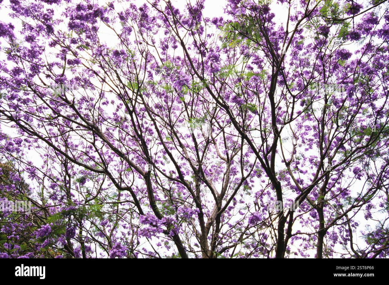 Jacaranda mimosaefolia flowering tree, india Stock Photo - Alamy