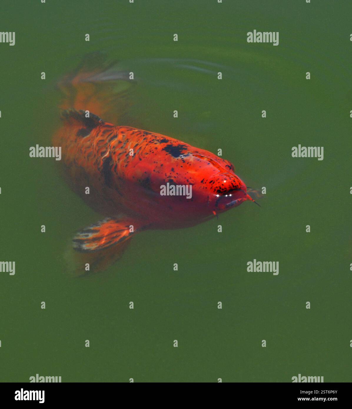 Red carp hi-res stock photography and images - Alamy