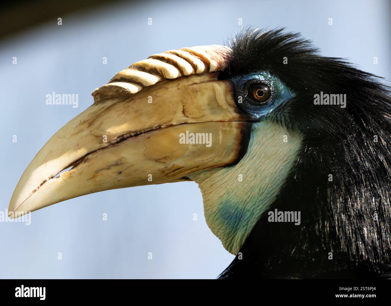 Blythe’s Hornbill feeds on fruits, insects, and small animals ...