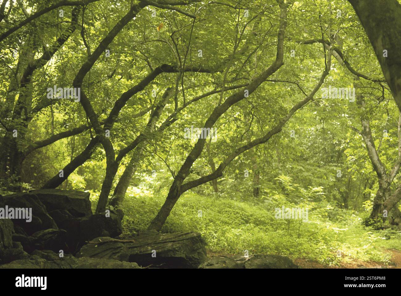 Greenery and bent tree trunks in forest Karjat, Maharashtra, India ...