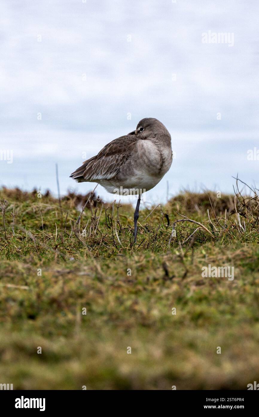 The Black-tailed Godwit (Limosa limosa) is a long-legged wader feeding ...