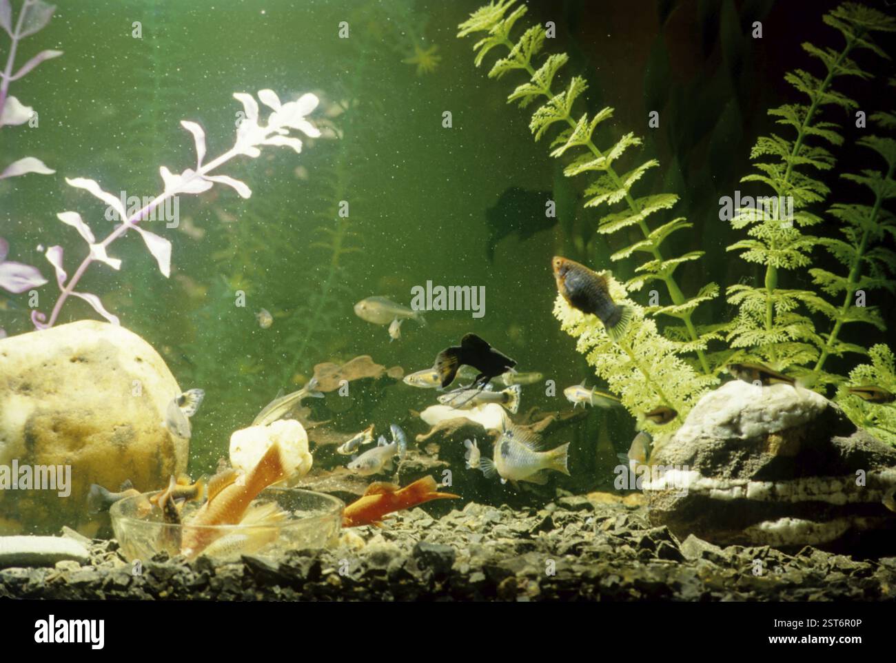 Aquarium plant bunch hi-res stock photography and images - Alamy
