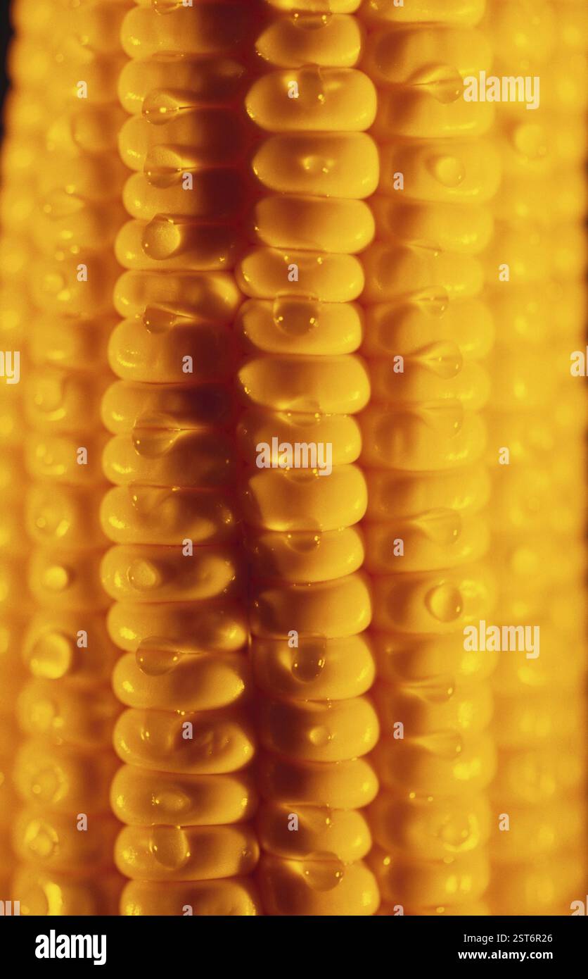 Food, grain studded Corn maize Makki Makai Stock Photo - Alamy