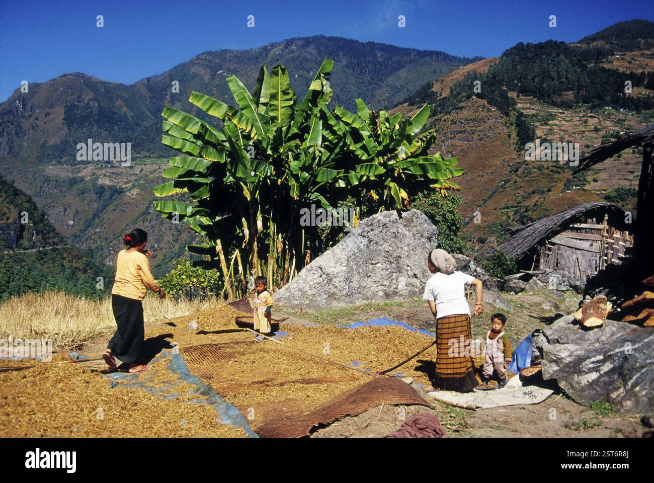 Monpa tribe ladies in field, Jaug village, Arunachal Pradesh, India, Asia Stock Photo - Alamy